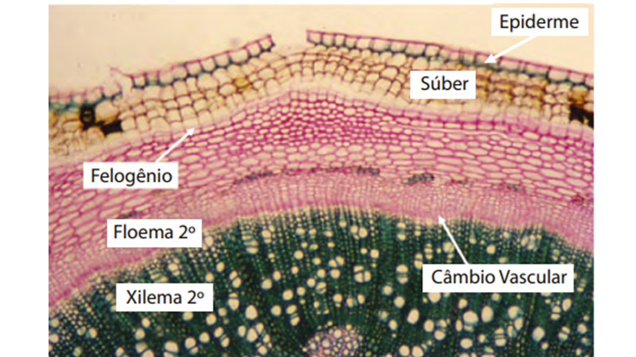 UNICESUMAR - ANATOMIA E MORFOLOGIA VEGETAL - AE3 - 2024/51